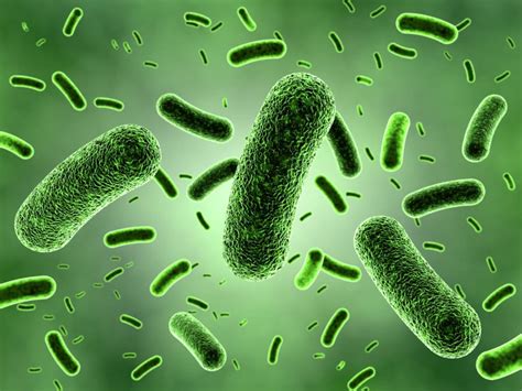where to buy trichoderma