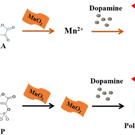 Schematic Illustration Of Photothermal And Fluorescent Dual Mode Assay