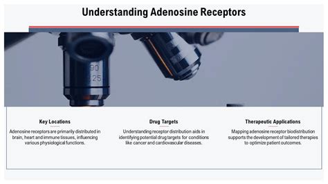 Adenosine Receptor Biodistribution Analysis Ppt Slides Acp Ppt Template