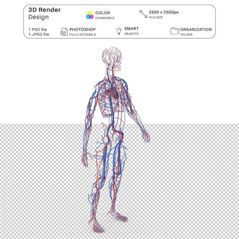 Premium Psd Female Cardiovascular System 3d Modeling Psd