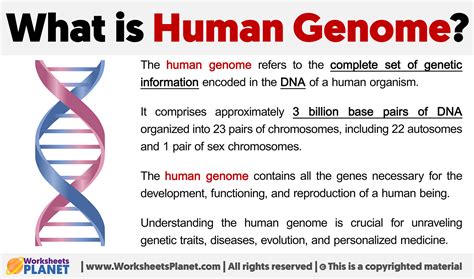 What Is Human Genome