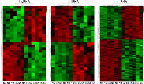 Expression Profiles Of Lncrnas Mirnas And Mrnas Heatmap Of