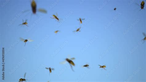Wasps Buzzing Wasp Swarm In The Sky Stock ビデオ Adobe Stock