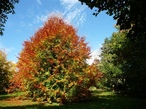 Fagus Orientalis Oriental Beech Van Den Berk Nurseries