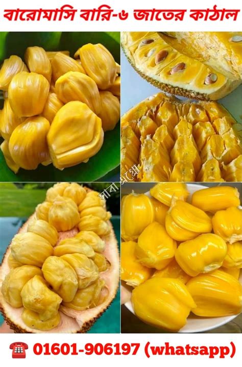 সাবা বারোমাসি কাঠাল চারা বিভিন্ন জাতের কাঠাল চারা নিতে যোগাযোগ করুন। ☎️ 𝟬𝟭𝟲𝟬𝟭 𝟵𝟬𝟲𝟭𝟵𝟳 𝗜𝗠𝗢