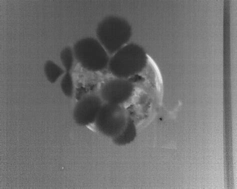 Plant Thermal Imaging Object Detection Dataset And Pre Trained Model By Nbsl