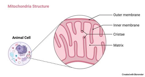 Mitochondria Parts And Functions