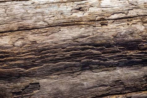 Background Tree Bark Free Photo On Pixabay