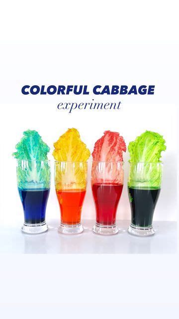Learn About Capillary Action With A Colorful Cabbage Experiment