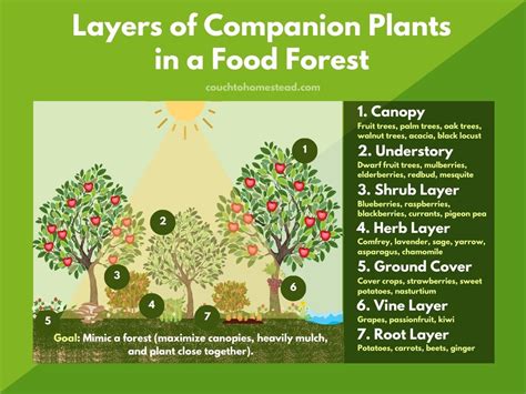 The Perfect Match Fruit Tree Pairings For Maximum Growth Riveal