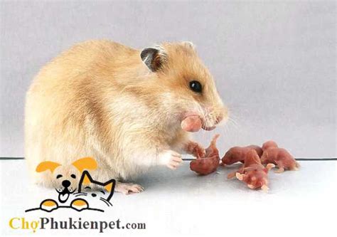 Chuột Hamster Con Mấy Ngày Mở Mắt Cách Chăm Sóc A Z