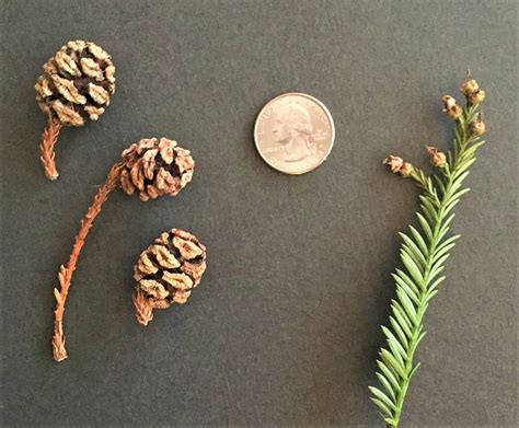 Please Help Id The Tree S I Gathered These Cones From R Treeidentification