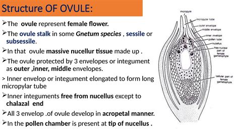 Morphology Anatomy And Reproduction In Gnetum Pptx