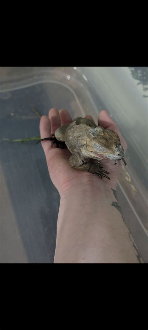 Enclosure Help It S Raspberries Not Blood R Iguanas