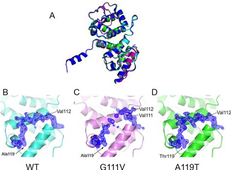 Effects Of Mutations In The Actin Binding Domain On Structure A Download Scientific Diagram