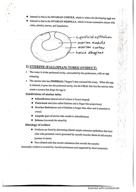 SOLUTION Anatomy Of Reproductive System Studypool