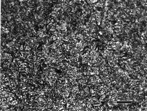 Revealing The Microstructure Of Tool Steels
