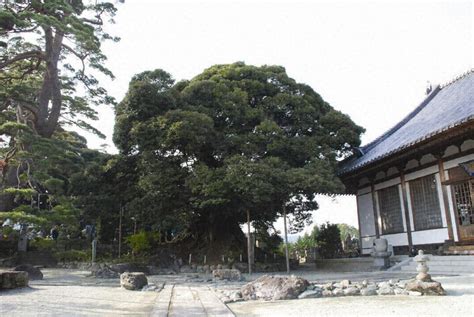 称名寺のシイノキ 文化遺産オンライン