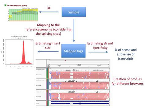 RNA Seq Flowchart Bioinformatics Core Wiki