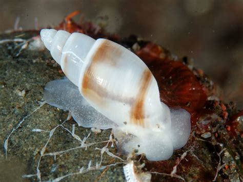 オオシイノミ Izuzuki海の生き物大図鑑 笑