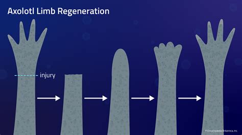 Hope For The Axolotl B School News