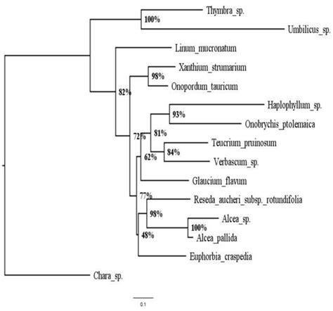 neighbor joining tree based on its1 and its2 regions the optimal tree