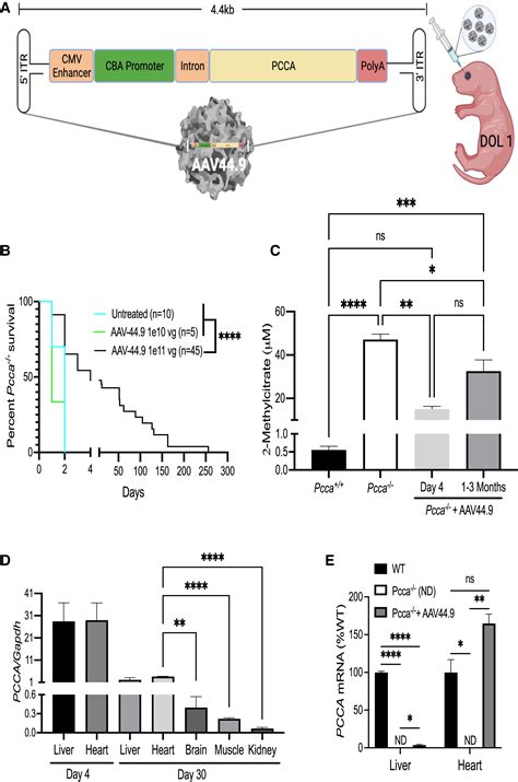 Systemic Gene Therapy Using An Aav449 Vector Rescues A Neonatal Lethal