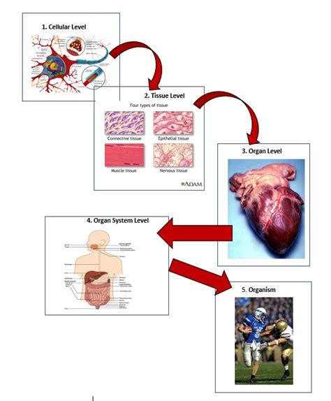 What Does A Cellular Level Mean At Glenda Macon Blog