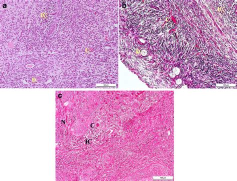 Photomicrograph Of The Ovarian Section Of Boer Does Intradermally Download Scientific Diagram