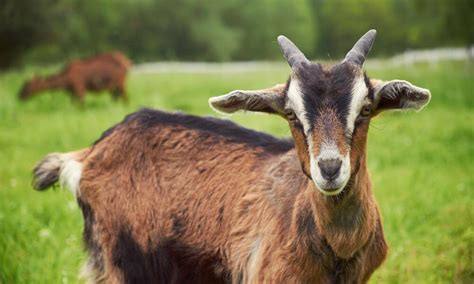9 Breeds Of Brown Goats With Photos And Videos Goat Owner