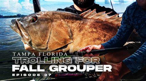 Florida Grouper Fishing Catching Grouper In The Gulf