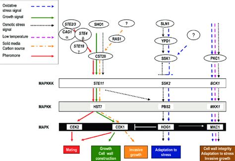 Main Elements Of The Mapk Signal Transduction Network In C Albicans