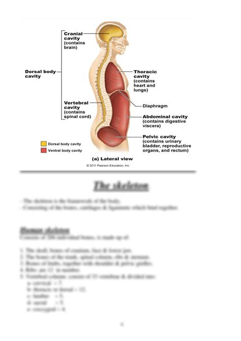 Solution Explanation Memo College Of Nursing Introduction To Anatomy Explanation Memo College