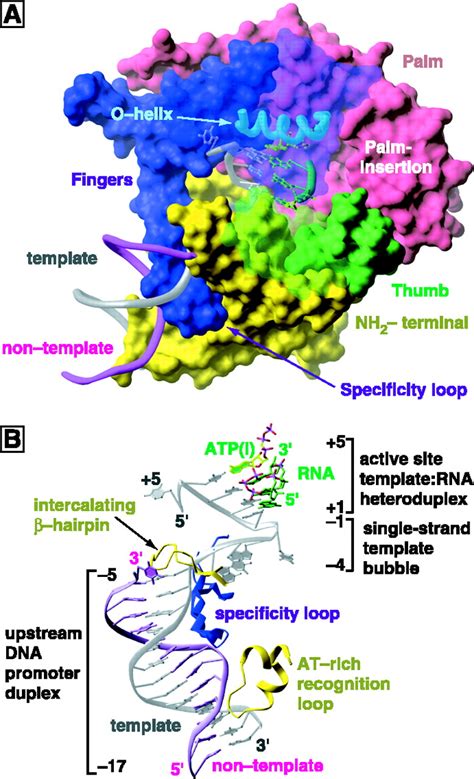 Dna Polymerase Structure
