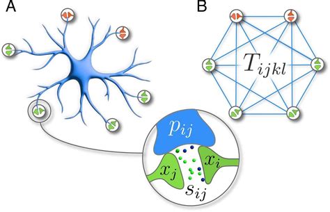 Neuronastrocyte Associative Memory Lifeboat News The Blog