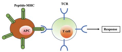 T Cell 1 Image Eurekalert Science News Releases