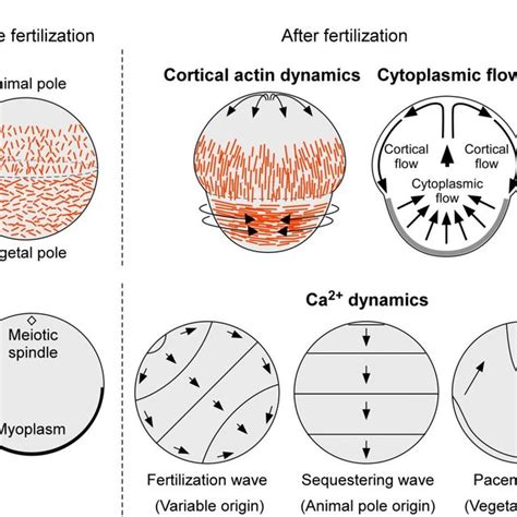 Local Control Of F Actin Alignments For The First Ooplasmic Segregation