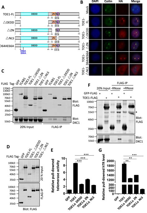 Toe1 Acts As A 3′ Exonuclease For Telomerase Rna And Regulates Telomere Maintenance Pmc