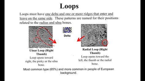 ulnar loop vs radial loop fingerprint