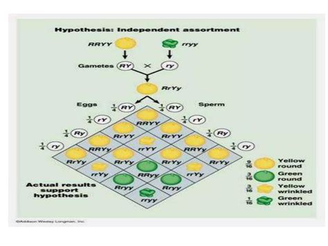 patterns of inheritance mendelian inheritance pptx gardening home