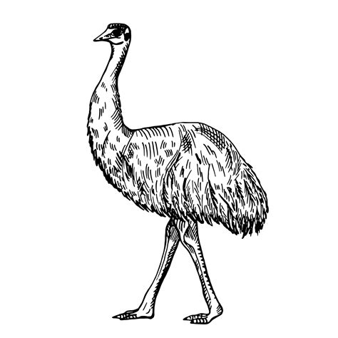 Premium Vector Vintage Illustration Of Emu On Isolated White
