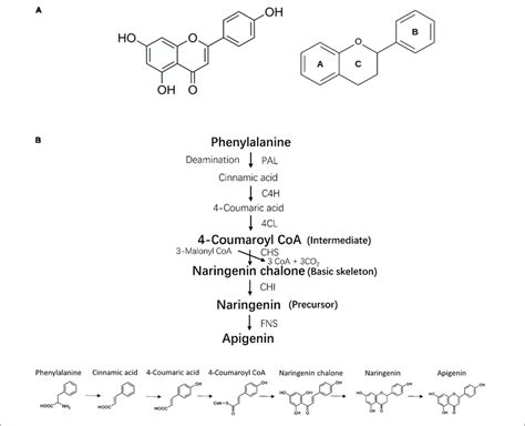 Chemical Structure And Bio Synthesis Of Apigenin A Chemical