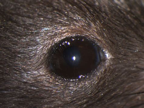 Setd5 Mouse Gene Details Set Domain Containing 5 International