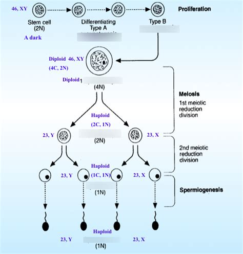 Spermatogenesis Diagram Quizlet