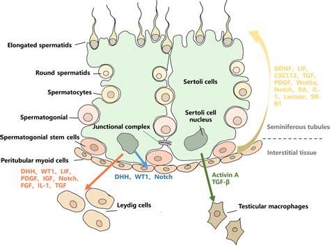 Sertoli Cells Histology Diagram