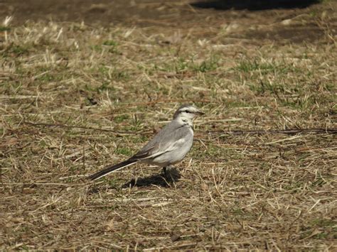 都内で野鳥撮影 長浜公園の野鳥