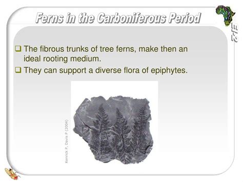 Ppt Ferns In The Carboniferous Period Powerpoint Presentation Free Download Id 416664