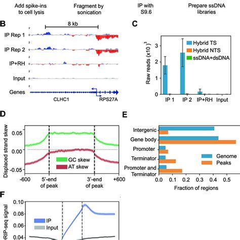 Qdrip Provides Strand Specific High Resolution Rna Dna Hybrid Mapping