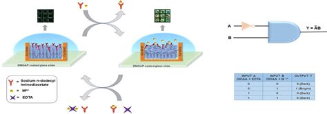 Selective Amphiphile‐probed Liquid Crystal‐based Sensing Platform For