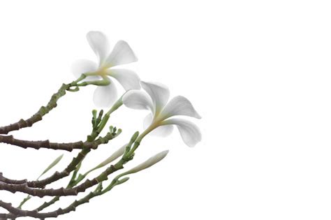 아름답고 부드러운 흰색 프란지파니 또는 플루메리아 꽃 고립 0명에 대한 스톡 사진 및 기타 이미지 0명 꽃잎 나뭇가지 Istock